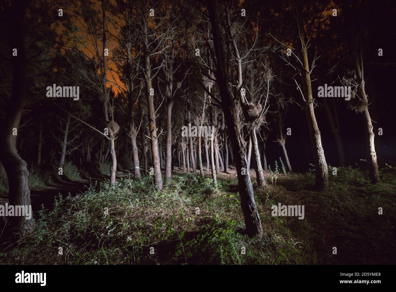 Forest at night illuminated with a flashlight Stock Photo - Alamy