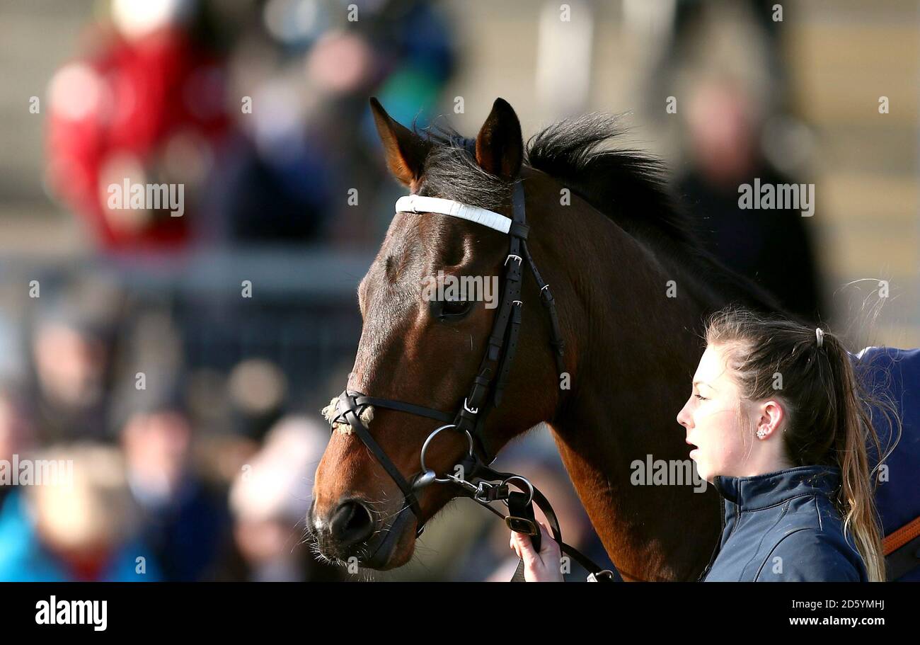 A horse in the parade ring during Super Sunday at Exeter Racecourse ...