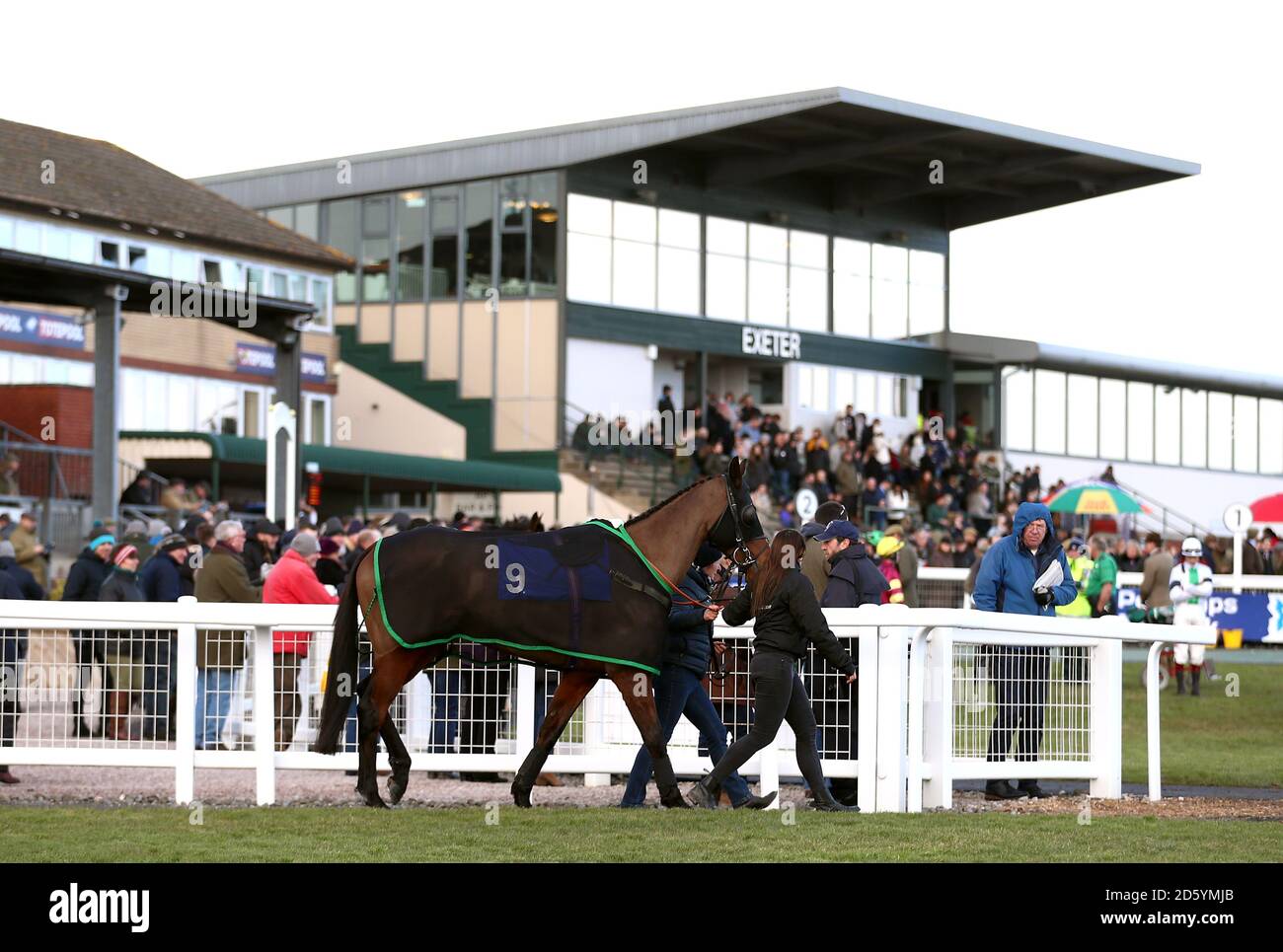 A horse in the parade ring during Super Sunday at Exeter Racecourse ...