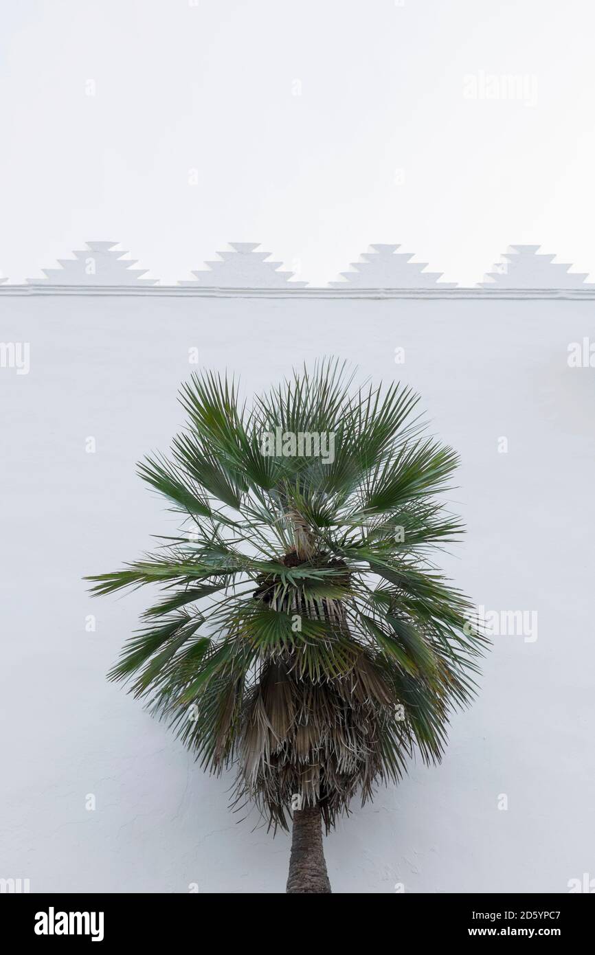 Dwarf palm chamaerops humilis hi-res stock photography and images - Alamy