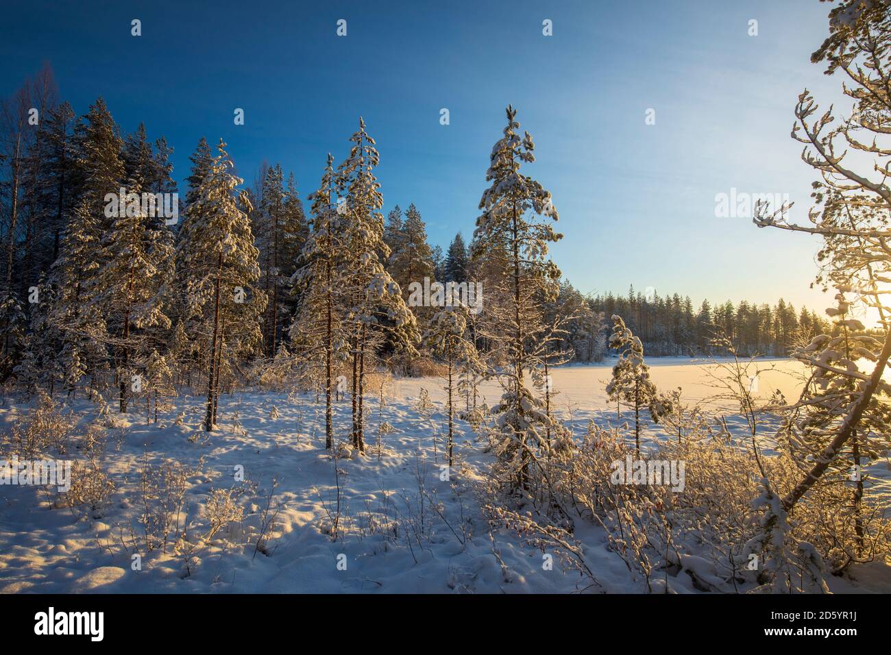 Midwinter scenery of a small forest lake, Finland Stock Photo - Alamy