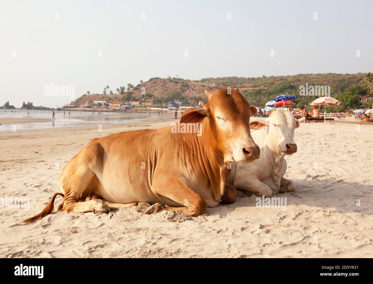 Sitting cows hi-res stock photography and images - Alamy