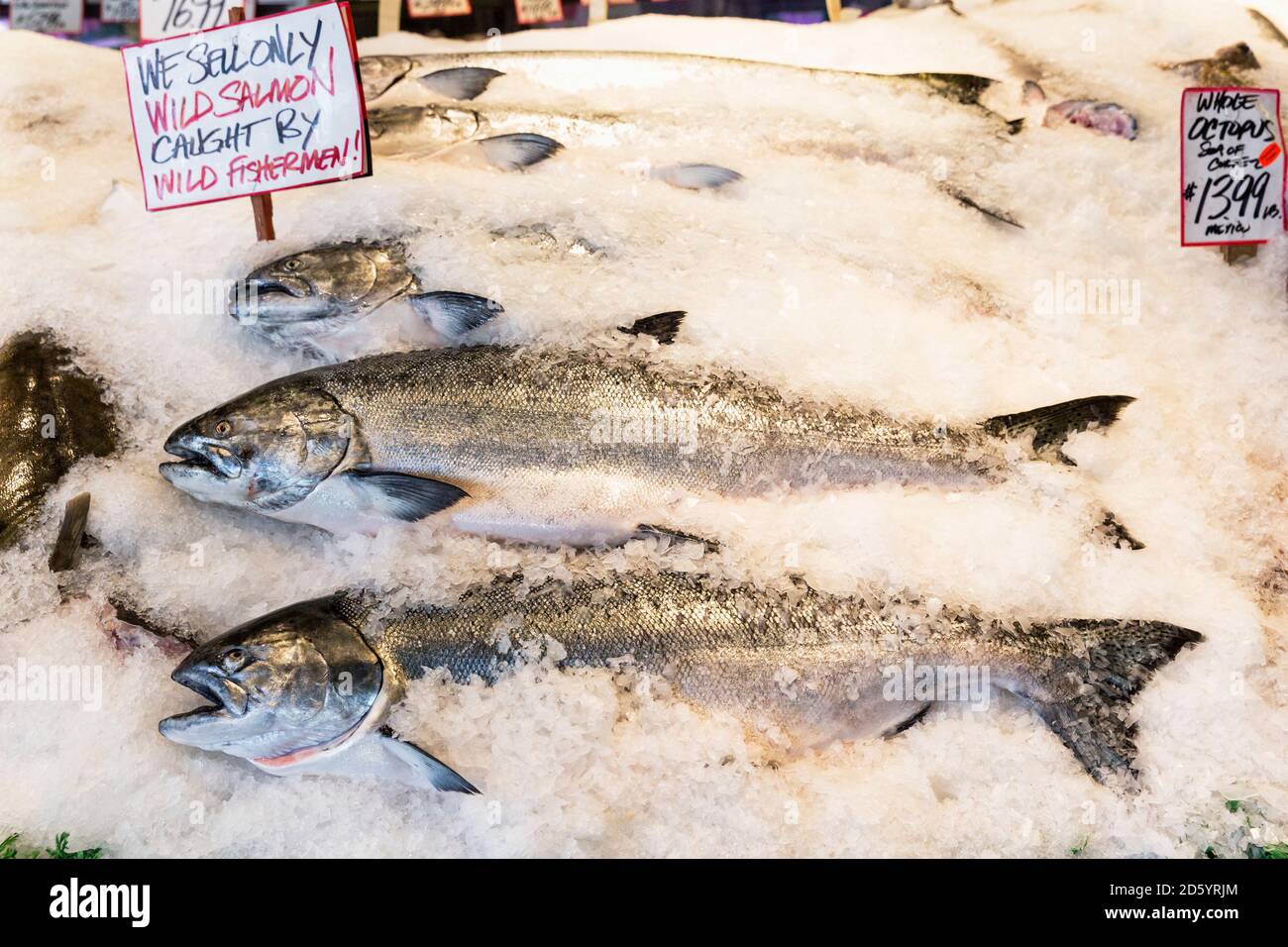 USA, Washington State, Seattle, Pike Place Fish Market, wild salmons at ...