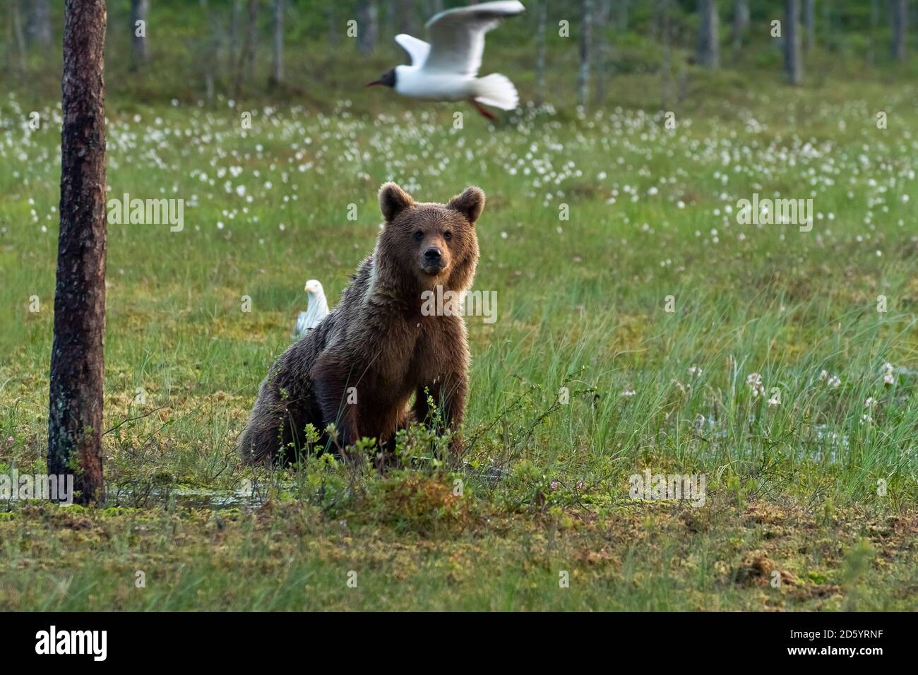 Three headed bear hi-res stock photography and images - Alamy