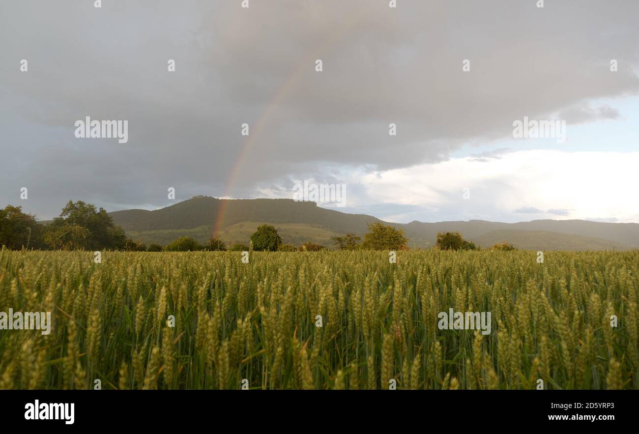Rainbow over the wheat field Stock Photo - Alamy