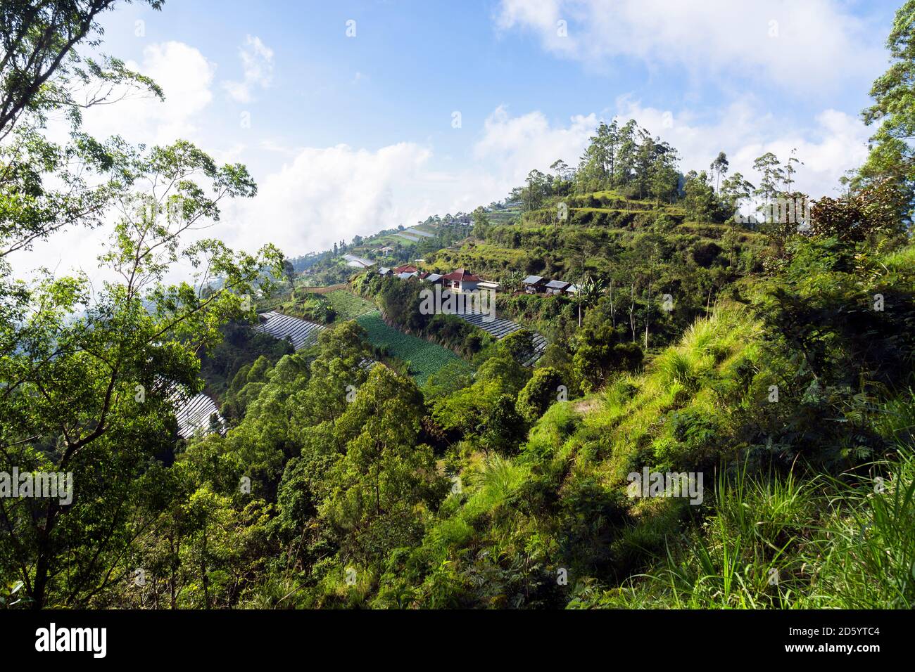 Indonesia, Bali, Kintamani, vegetable cultivation on caldera of volcano ...