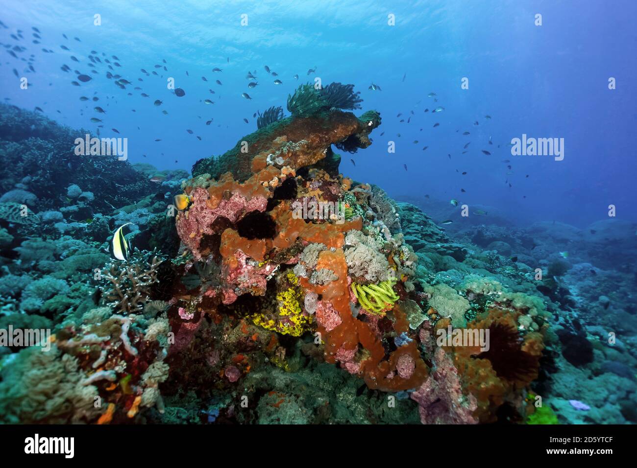 Indonesia, Bali, Nusa Lembongan, coral reef and tropical fish Stock ...
