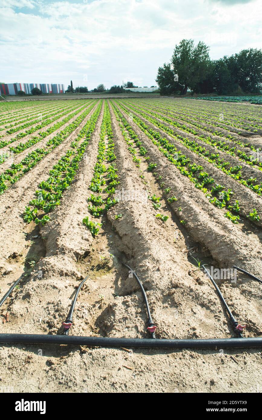 Greece, watering tubes on lettuce field Stock Photo - Alamy