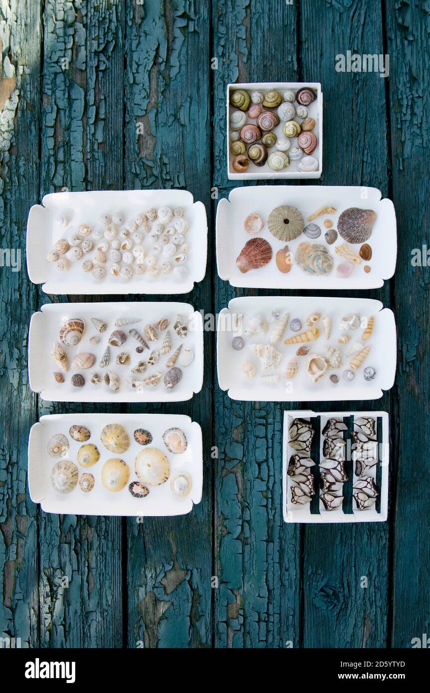 Boxes with different mussels and snail-shells Stock Photo - Alamy