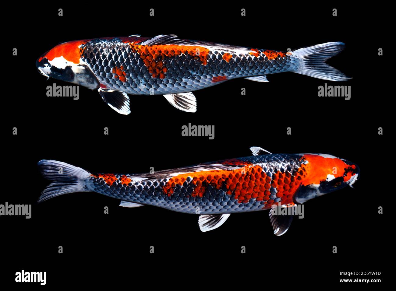 Two koi fish hi-res stock photography and images - Alamy