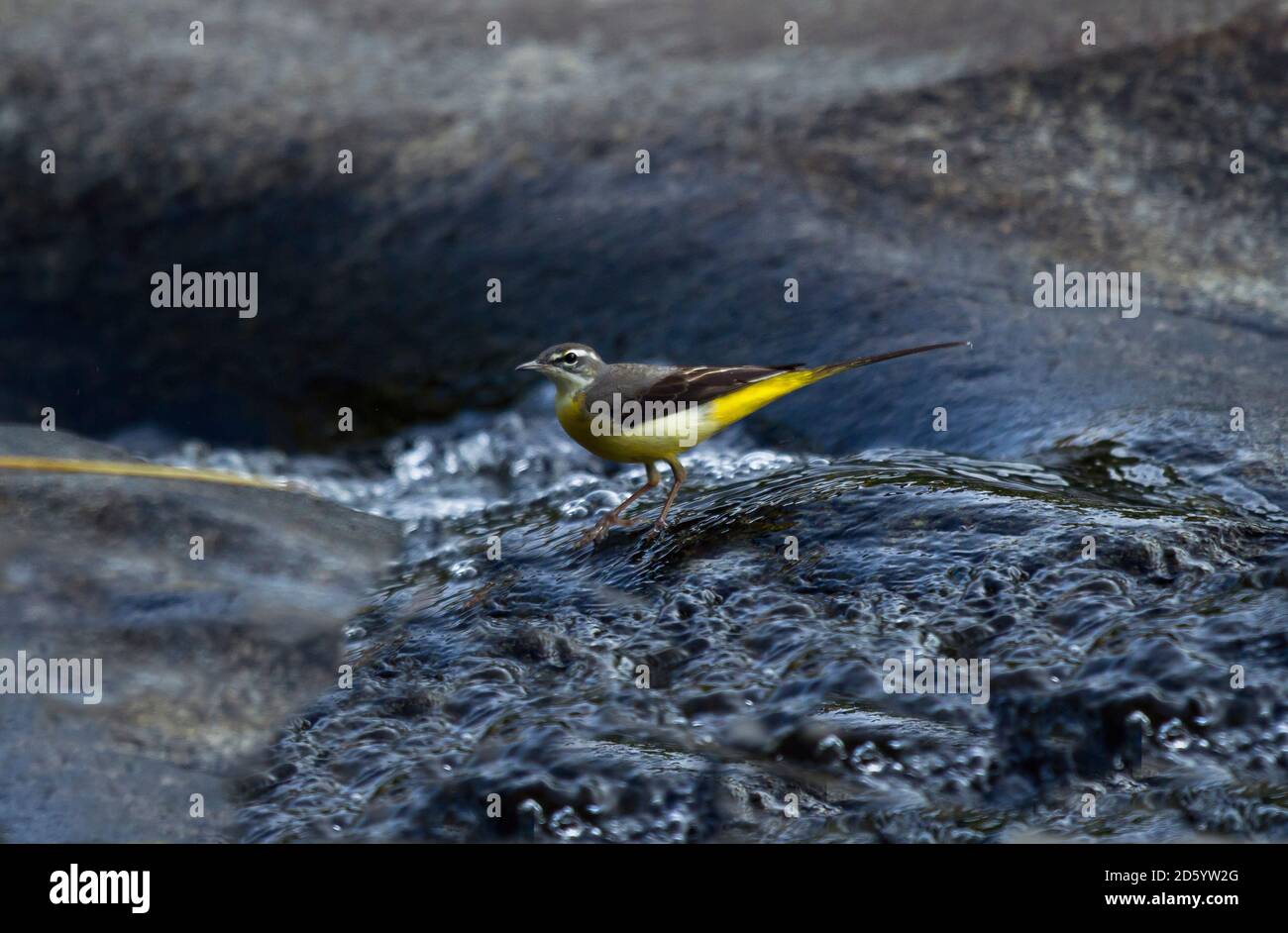 Wagtail image hi-res stock photography and images - Alamy
