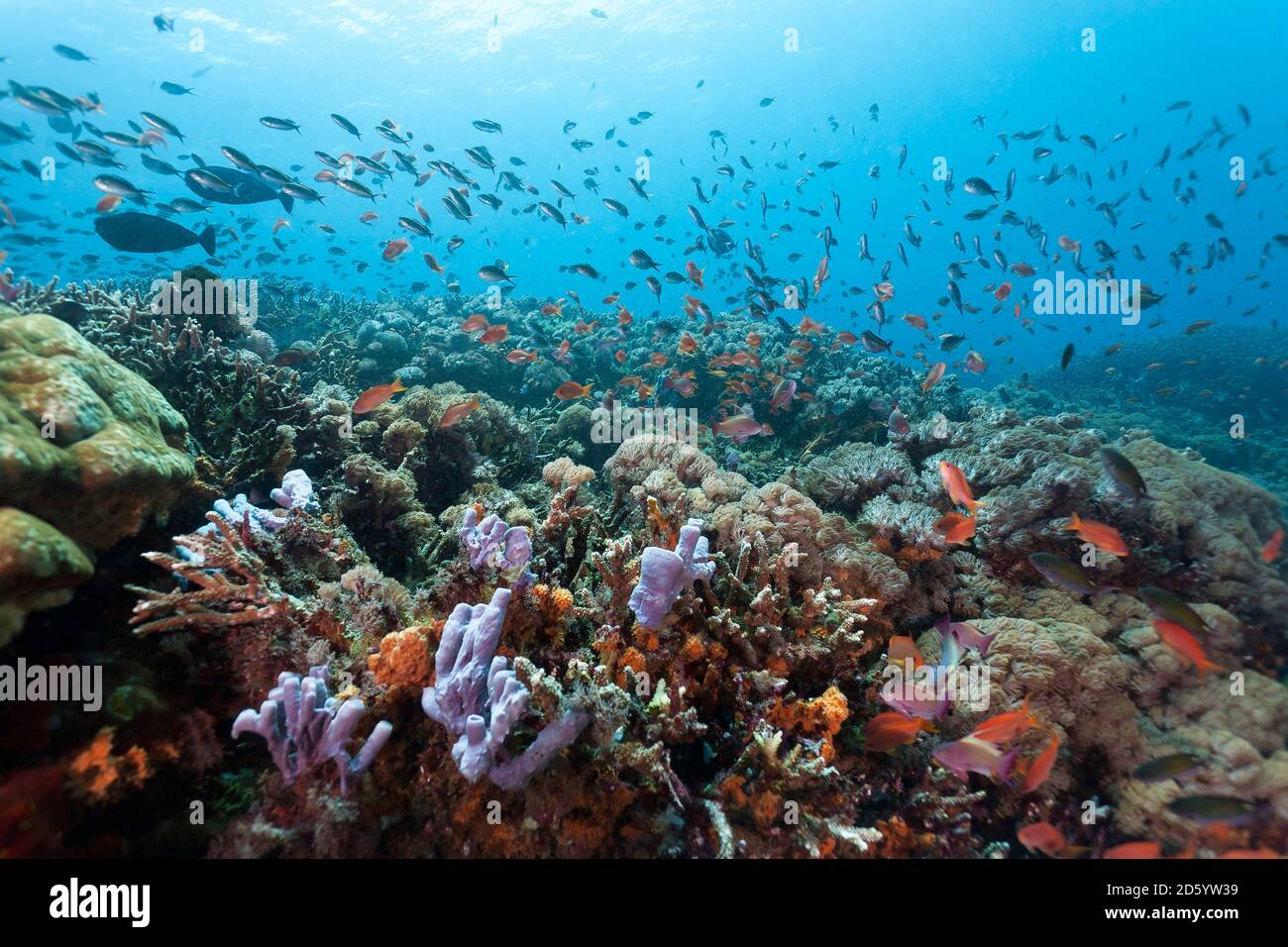 Fish bali coral hi-res stock photography and images - Alamy