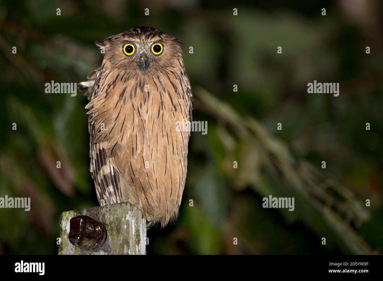 Malaysia, Borneo, Sabah, Kinabatangan river, buffy fish owl, ketupa ...