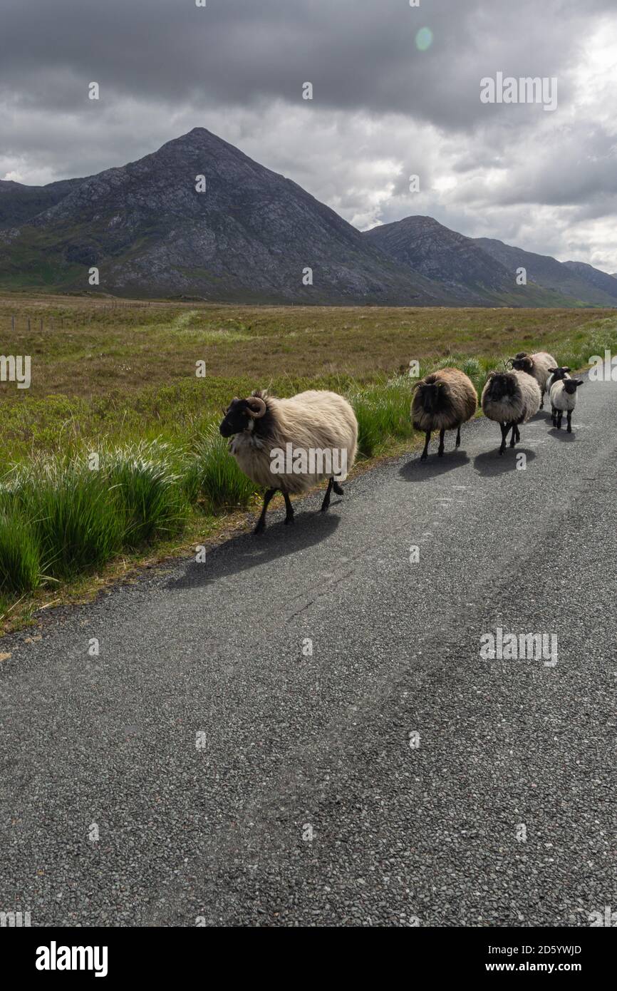 Herd of sheep on a road in Connemara national park, Ireland. Herd of ...