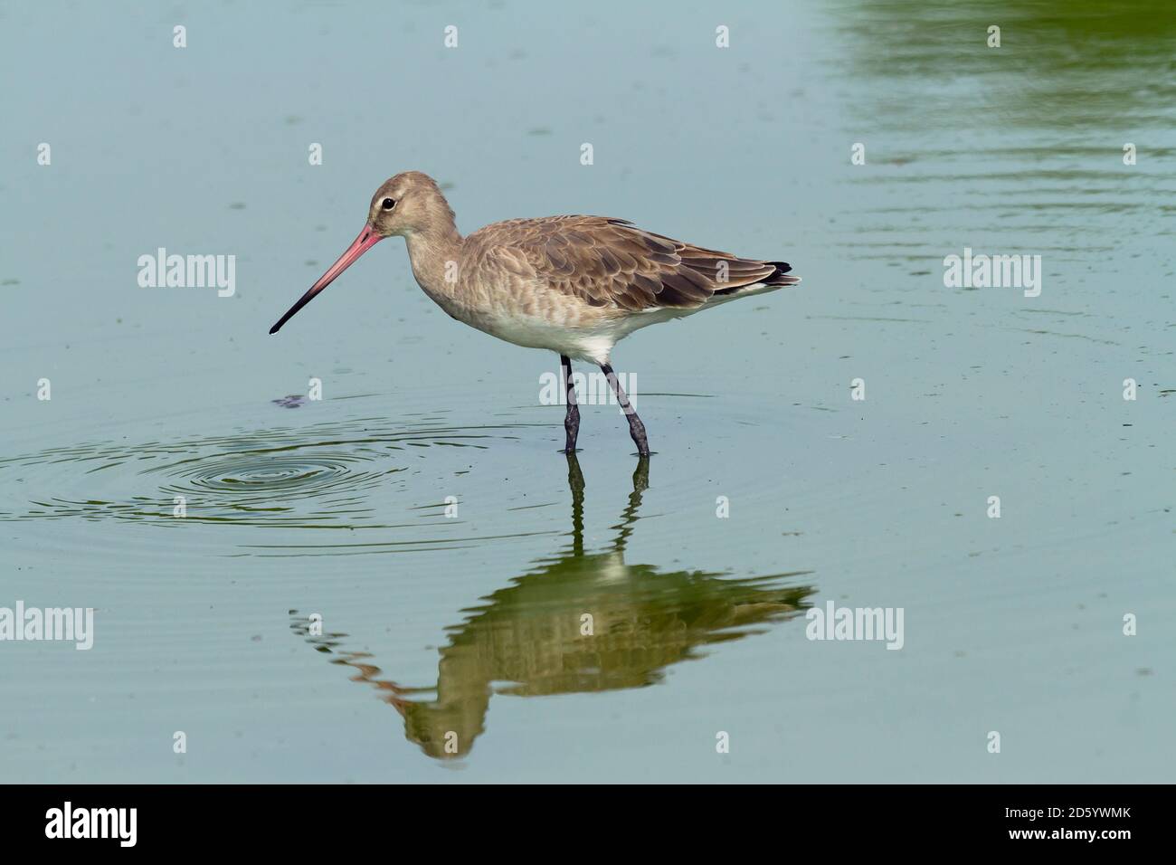 Bar-tailed godwit, Limosa lapponica Stock Photo - Alamy