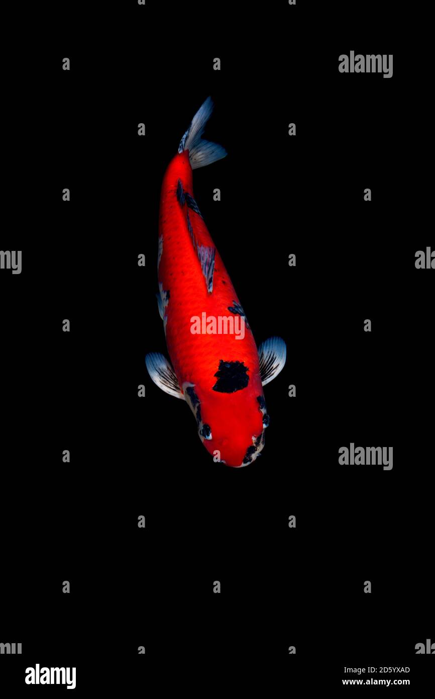 Underwater view black sea red hi-res stock photography and images - Alamy