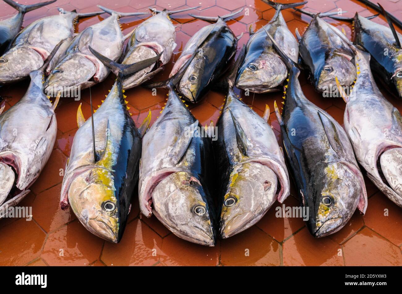 Yellowfin tuna hi-res stock photography and images - Alamy