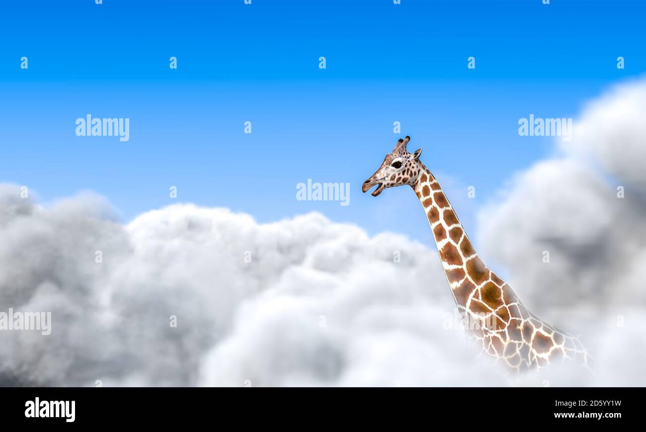 giraffe looking above the clouds. 3d render Stock Photo - Alamy