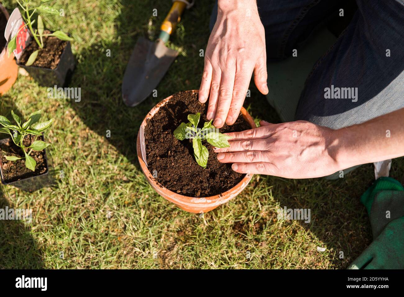 Close-up of man planting seedling Stock Photo - Alamy