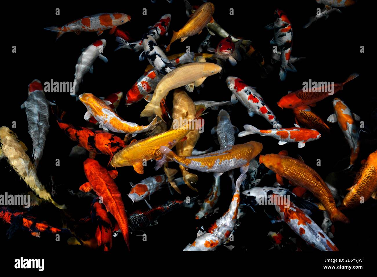 Different coloured kois in a pond Stock Photo - Alamy