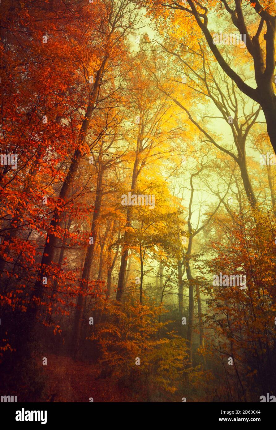 Broad Leaved Trees High Resolution Stock Photography and Images - Alamy