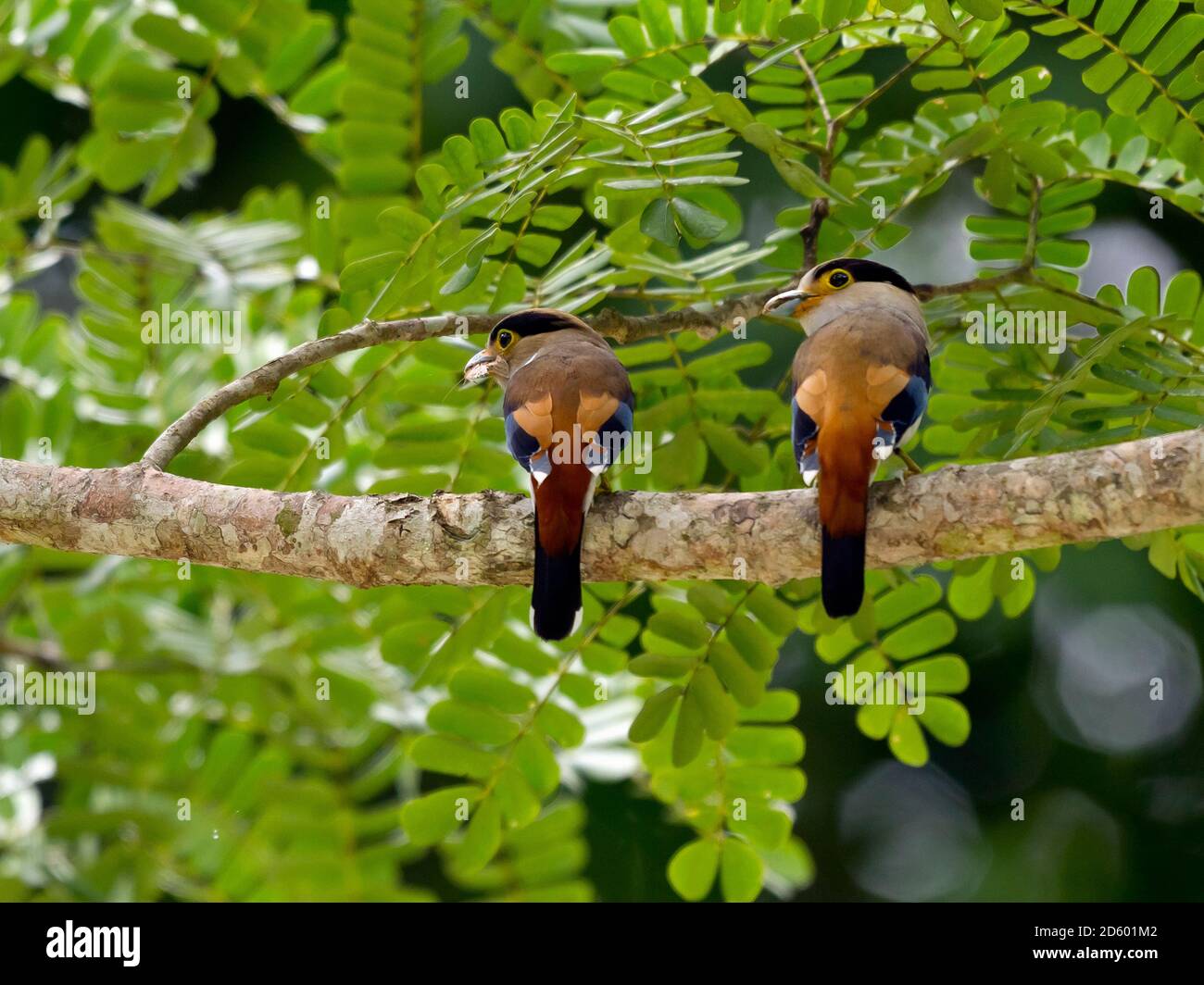 Broadbills of thailand hi-res stock photography and images - Alamy