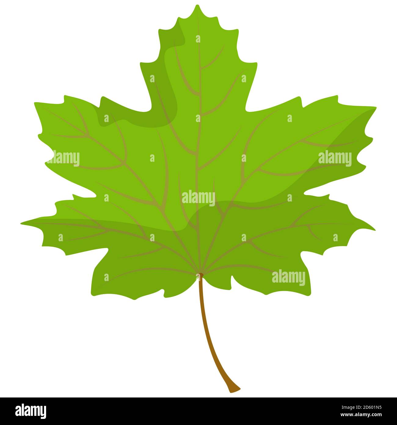 Maple leaf isolated on white background. Part of tree in cartoon style ...