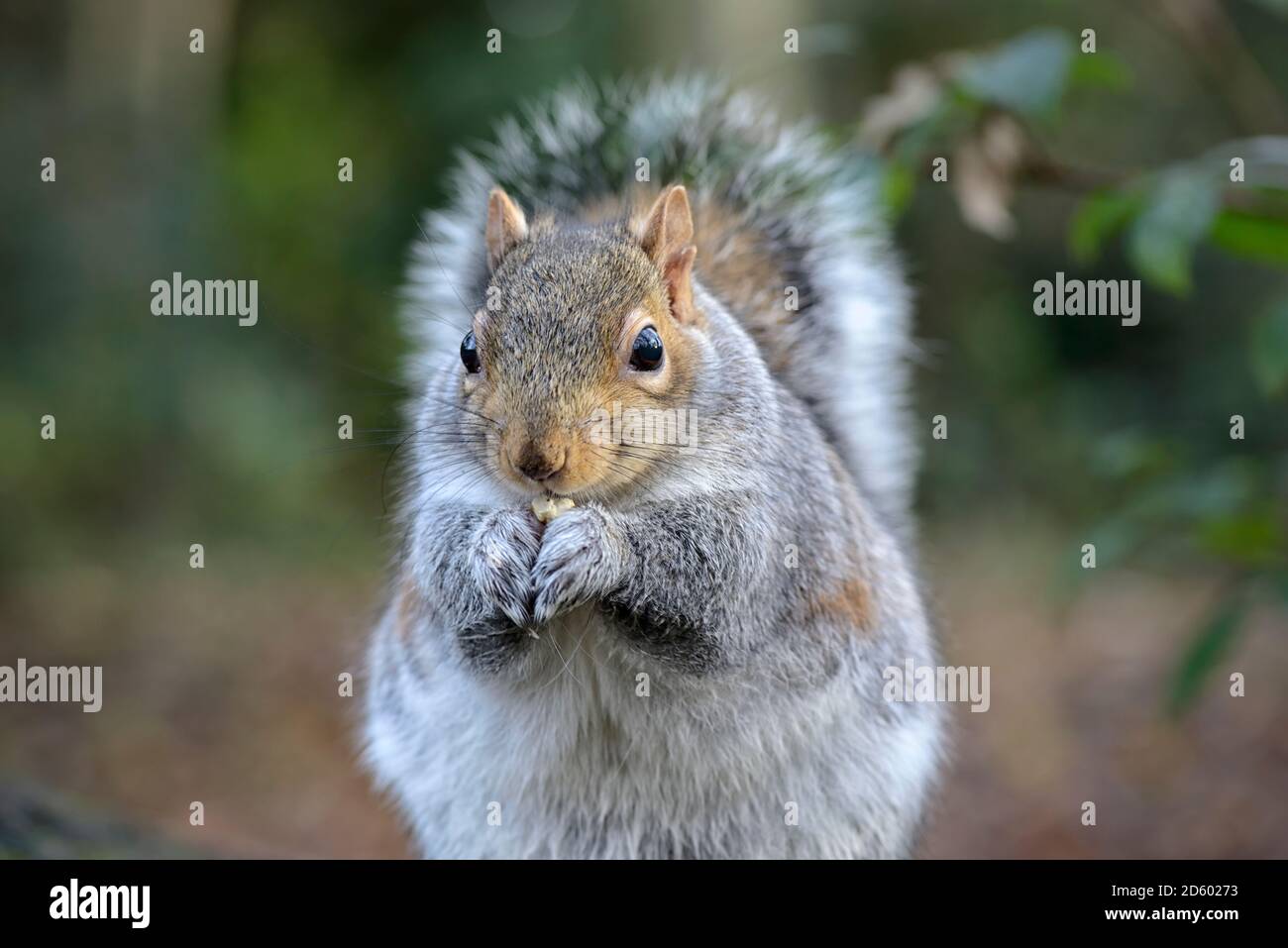 Squirrel at foot of tree hi-res stock photography and images - Alamy