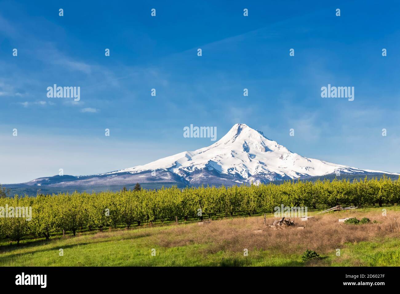 USA, Oregon, fruit trees at Mount Hood Stock Photo - Alamy
