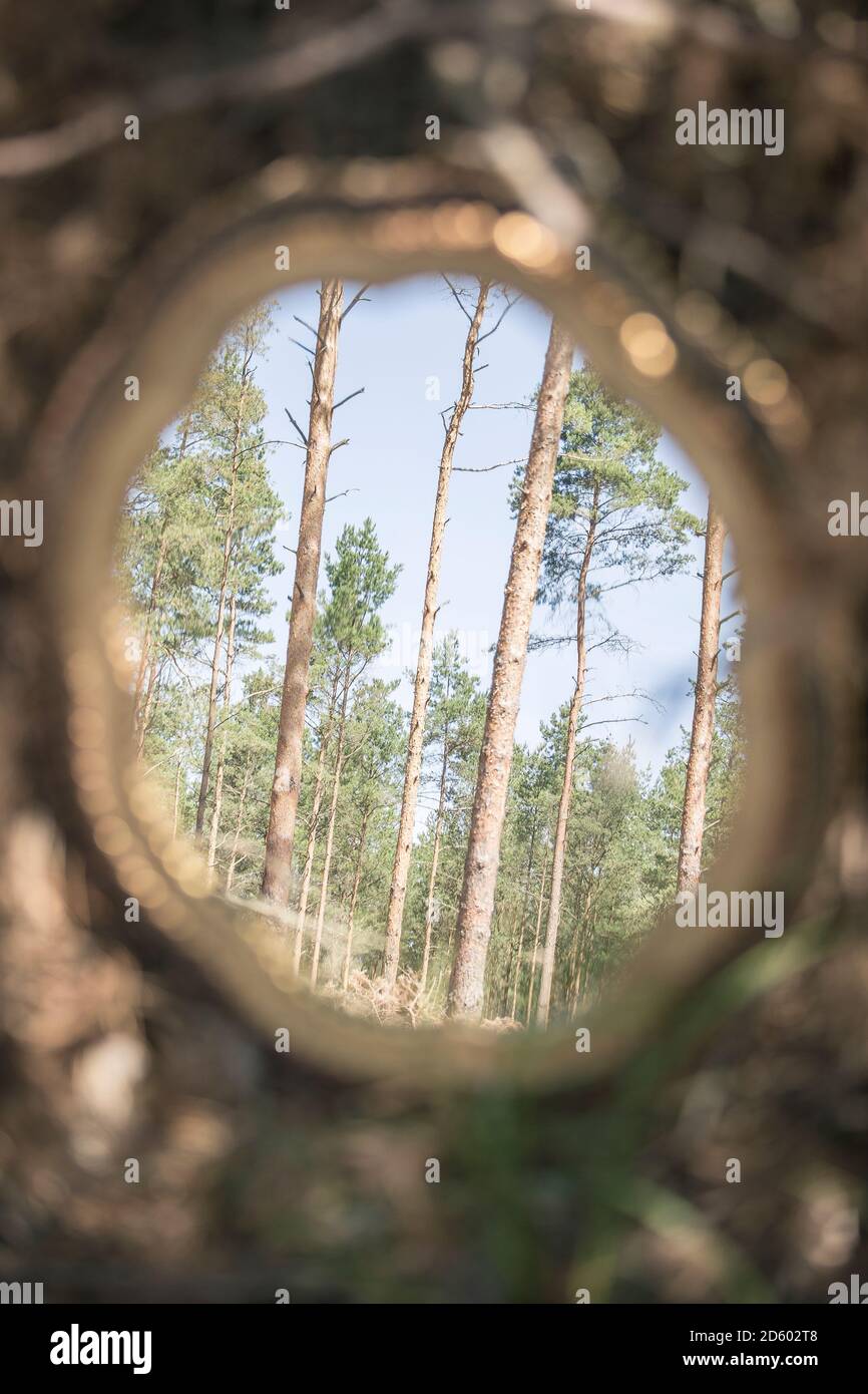 Mirror image of trees in the woods Stock Photo - Alamy