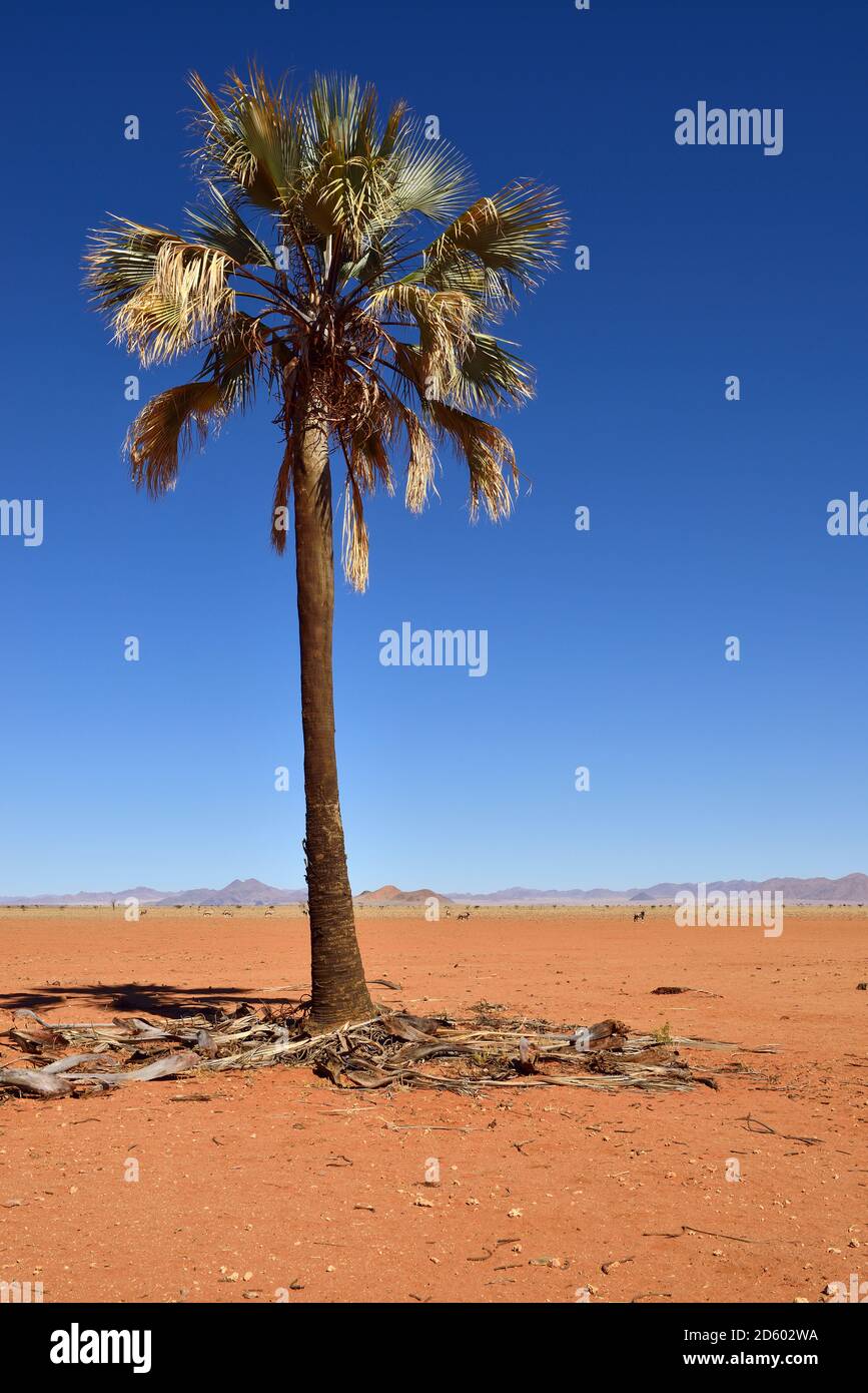 Namibia, Palmyra Palm at Namib Desert Stock Photo - Alamy