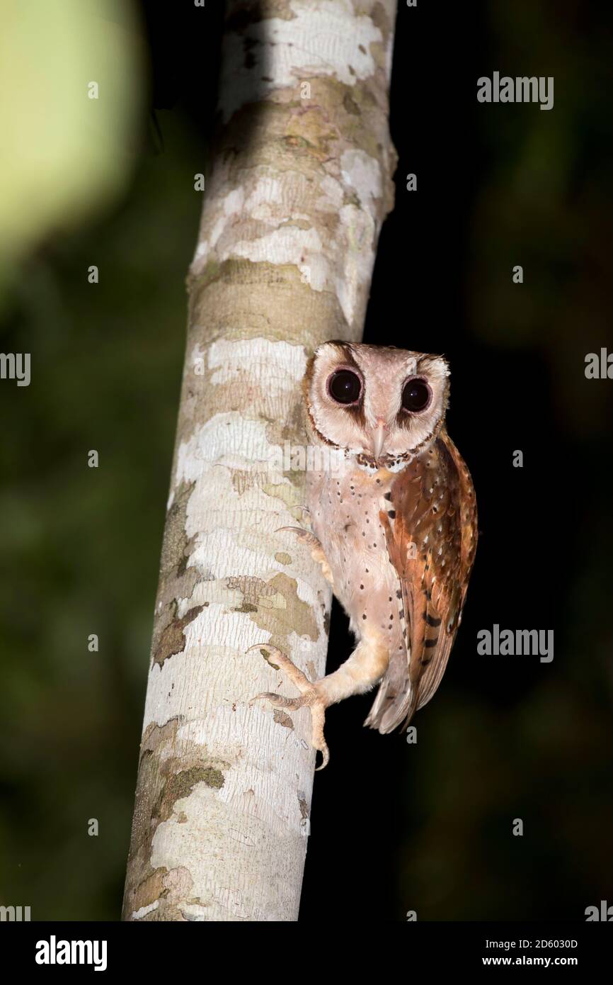 Malaysia, Borneo, Sabah, Kinabatangan river, oriental bay owl, phodilus ...
