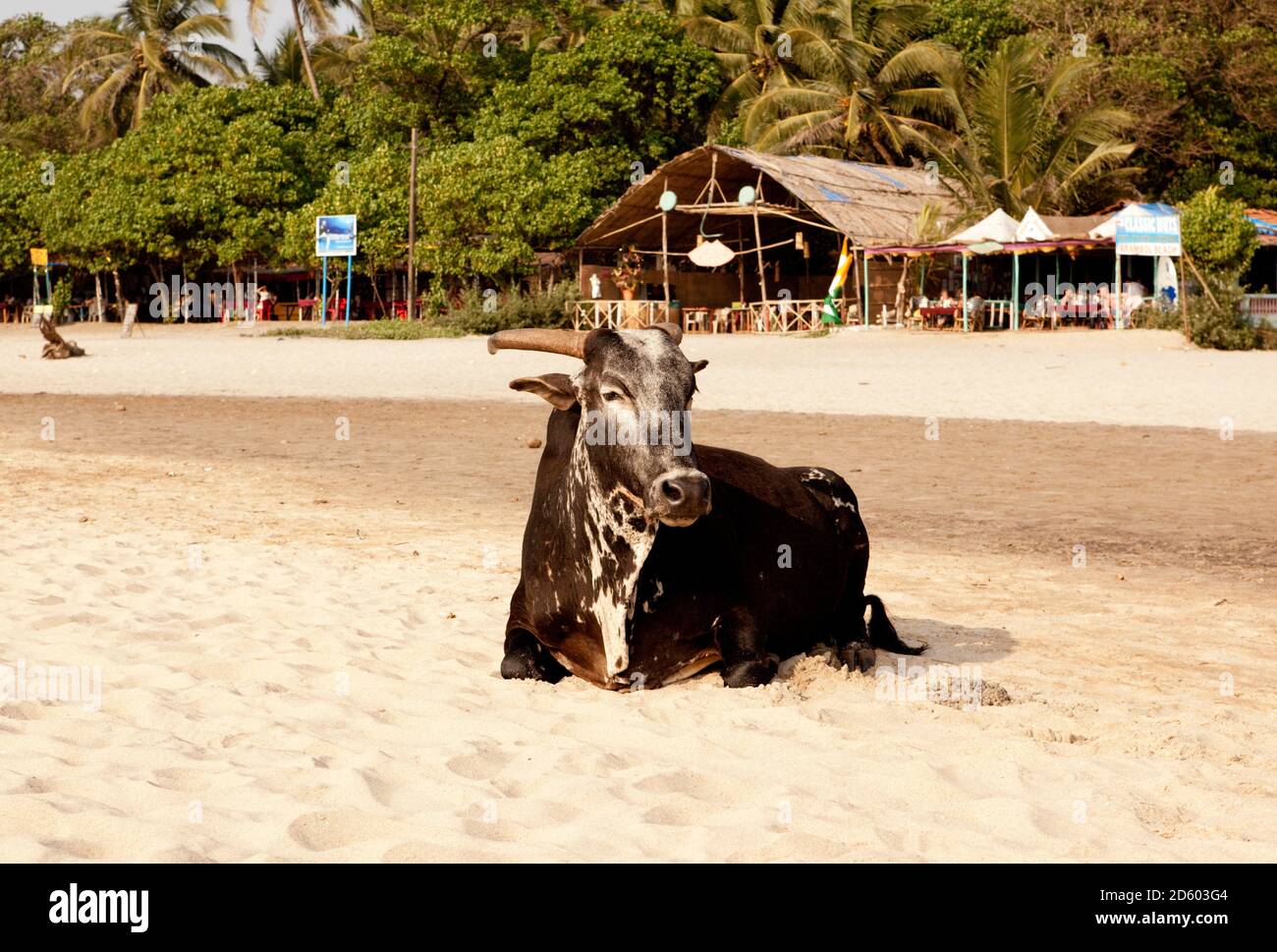 Cow in front of ocean hi-res stock photography and images - Alamy