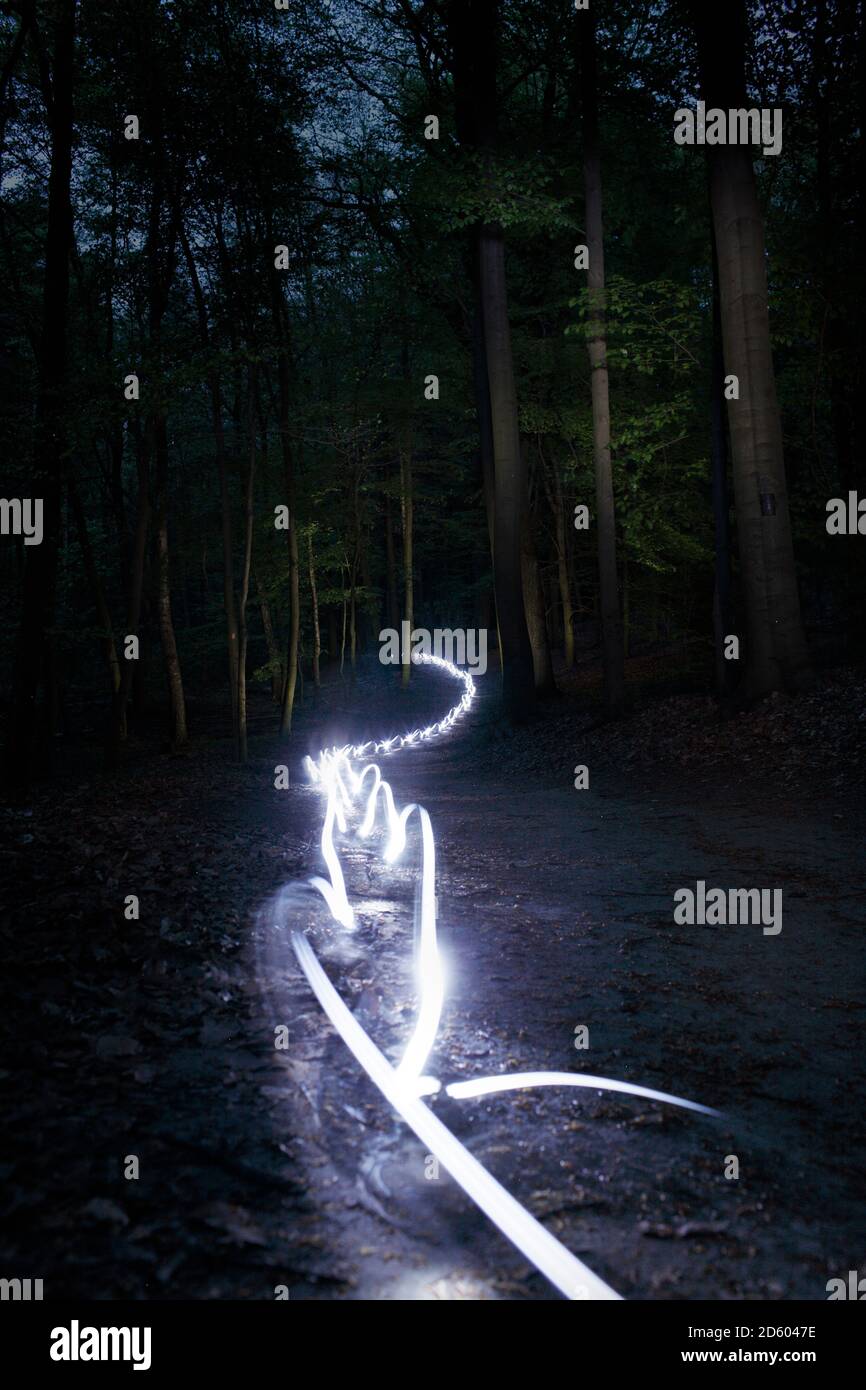 Light trails in a forest at night Stock Photo - Alamy
