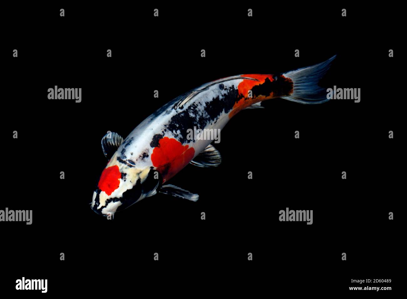 Pond full of fish hi-res stock photography and images - Alamy
