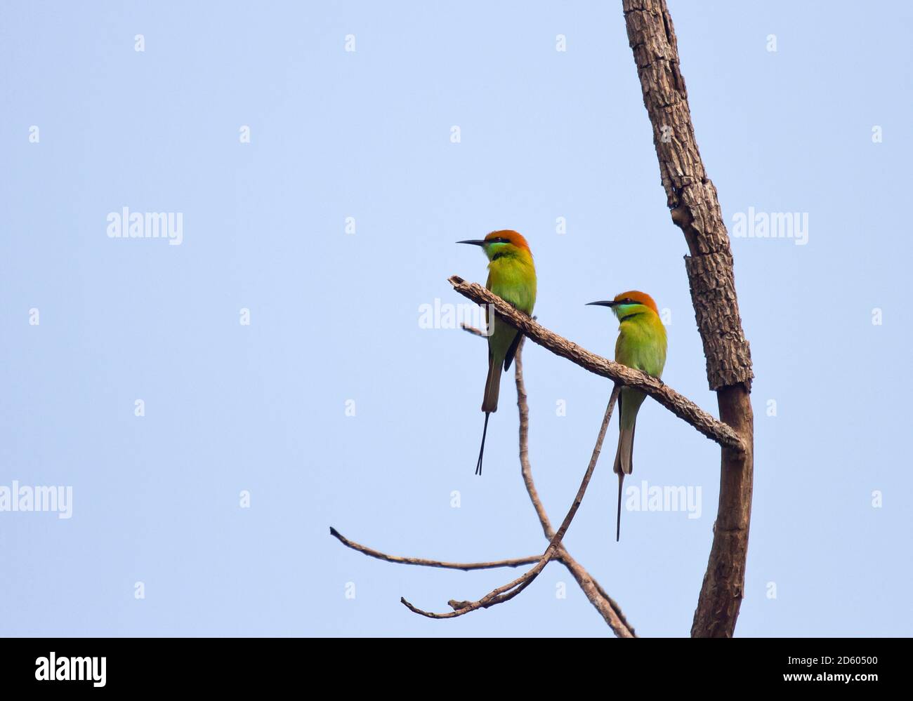 Thailand, Chiang Dao, Green bee-eaters, Merops orientalis Stock Photo ...