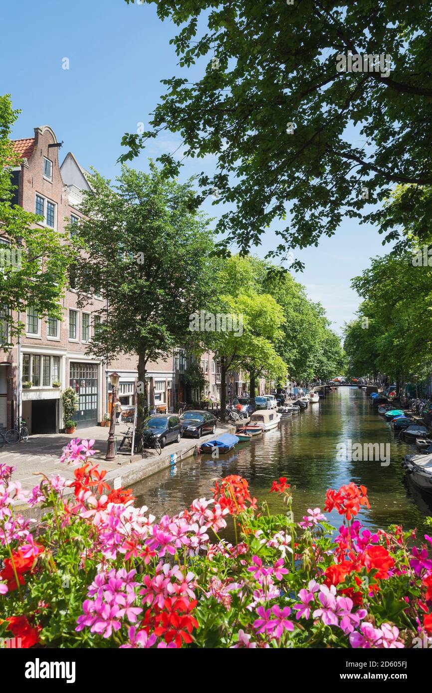 Geranium tree hi-res stock photography and images - Alamy