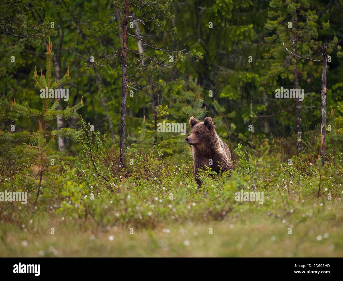 Brown bear finland animal hi-res stock photography and images - Alamy