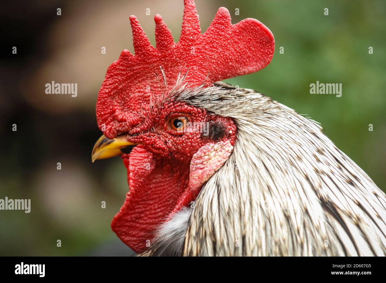 Rooster with red comb Stock Photo - Alamy