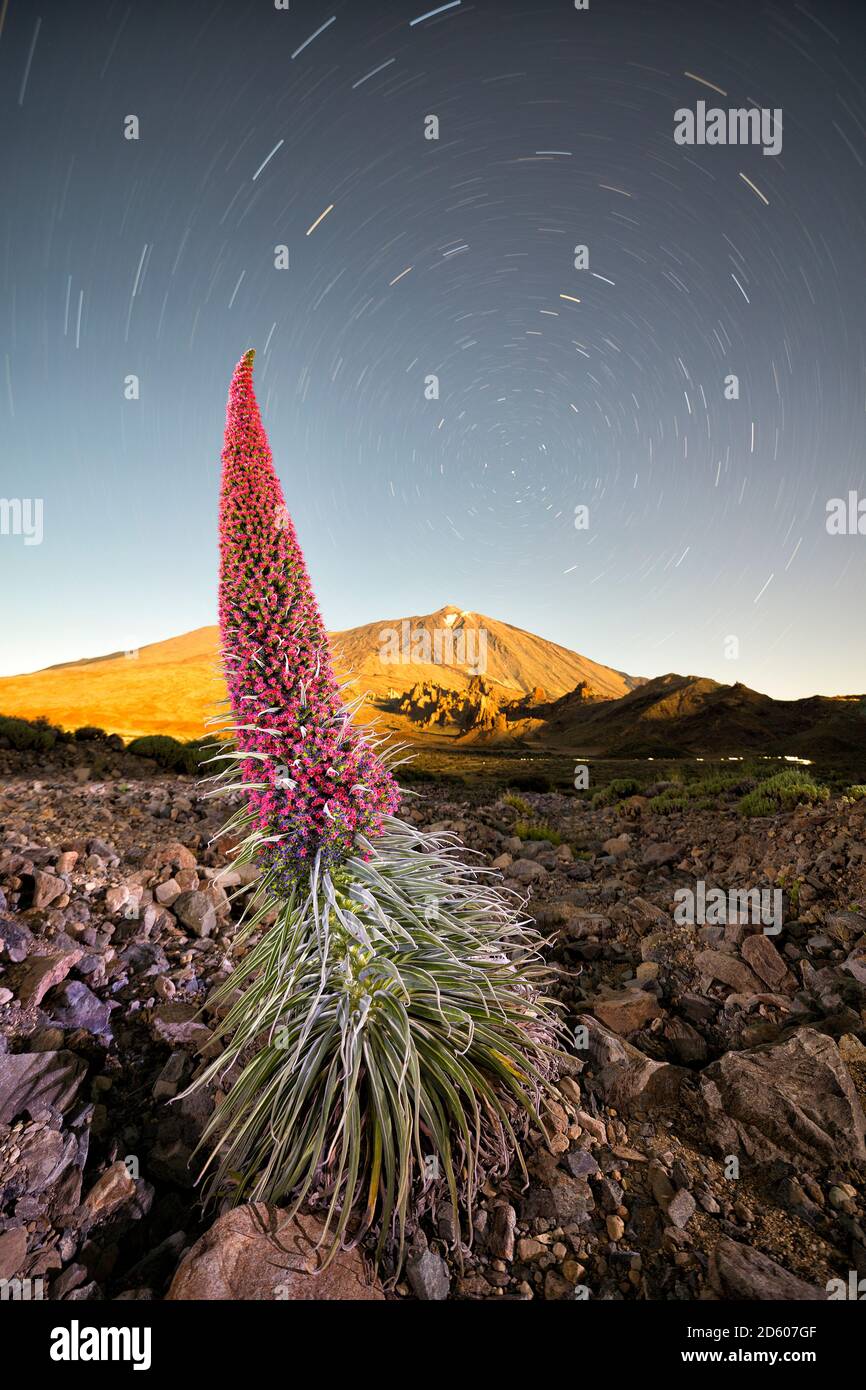 National flower of the canary islands hi-res stock photography and ...
