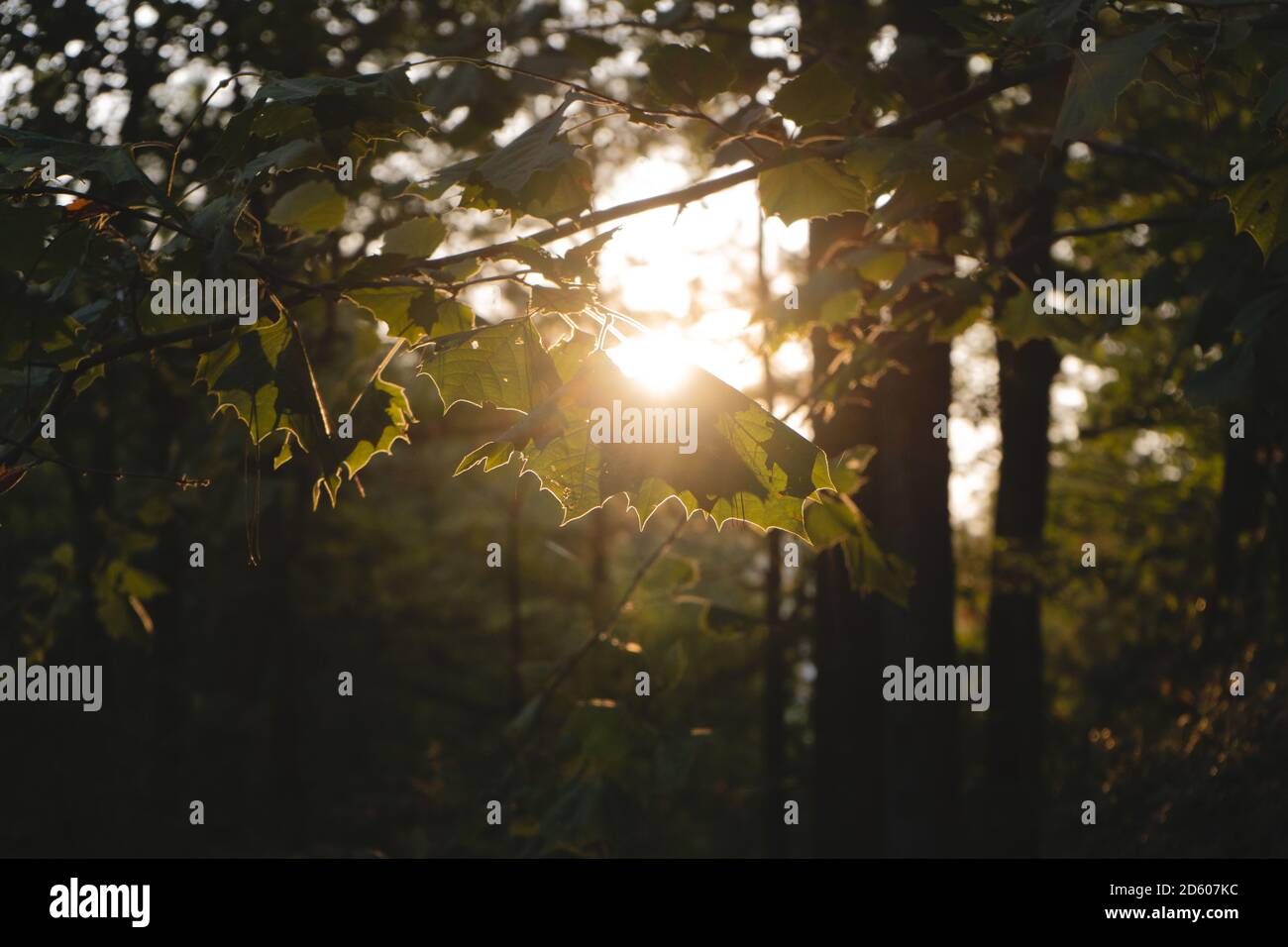 Tree Leaves in the Morning Sun Stock Photo - Alamy