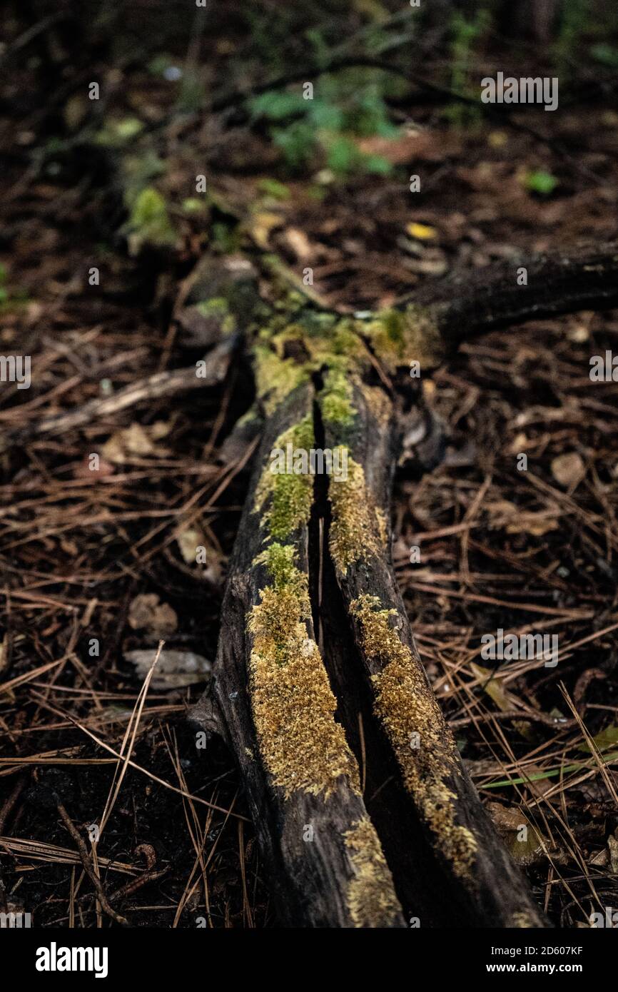 Fallen Limb in the Woods Stock Photo - Alamy