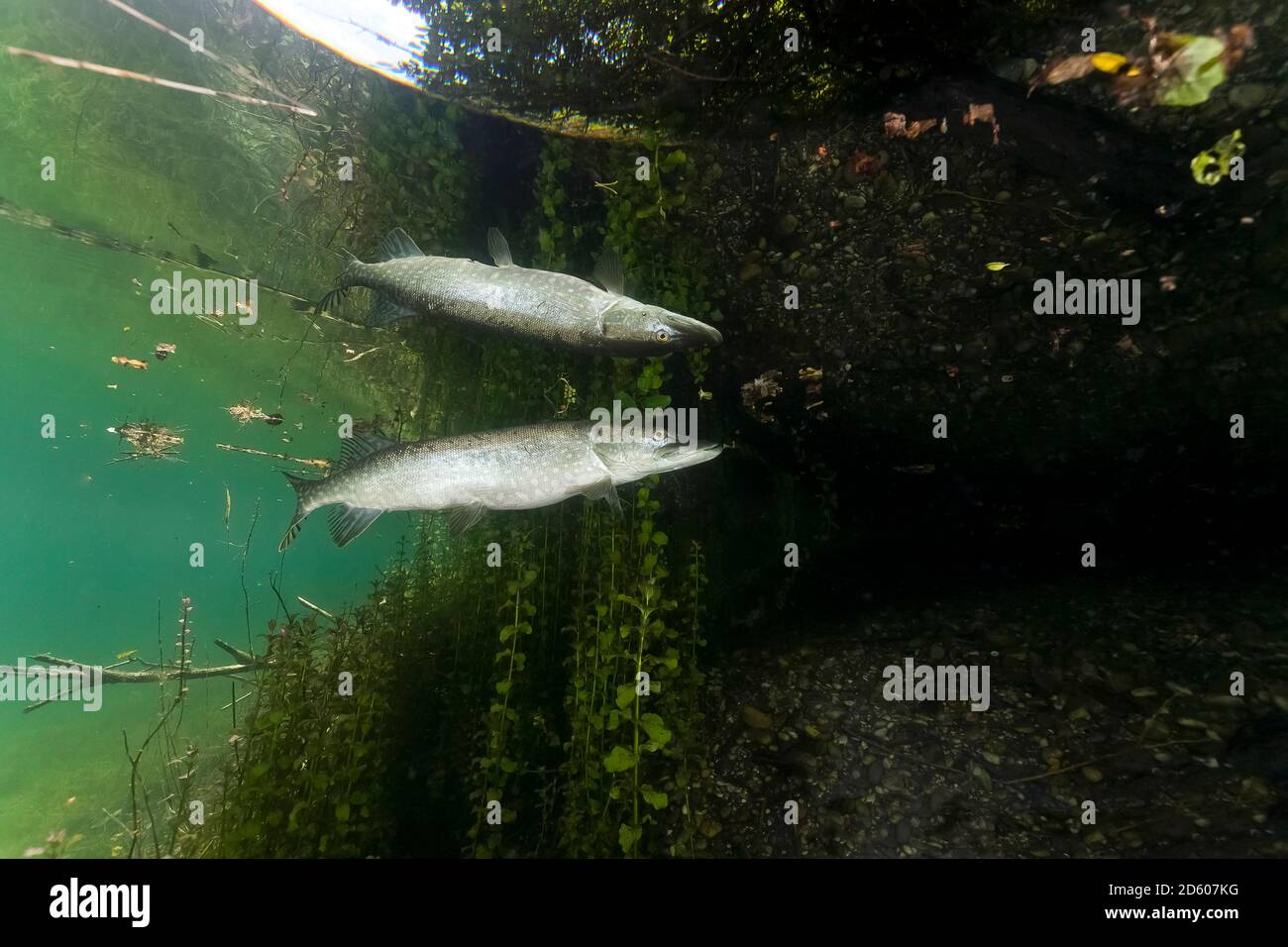 Northern pike germany hi-res stock photography and images - Alamy
