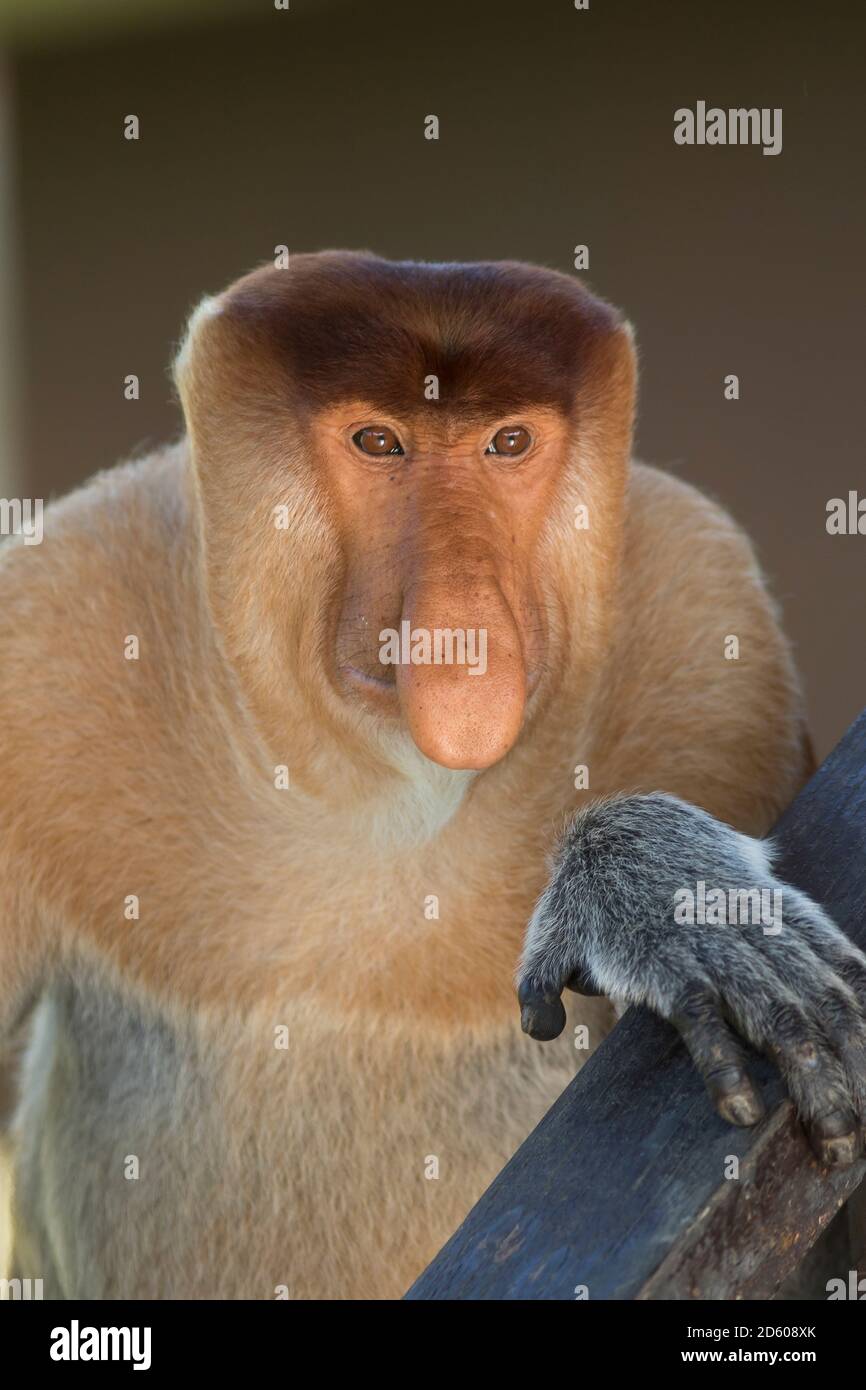 Malaysia, Borneo, Sabah, portrait of male proboscis monkey Stock Photo ...