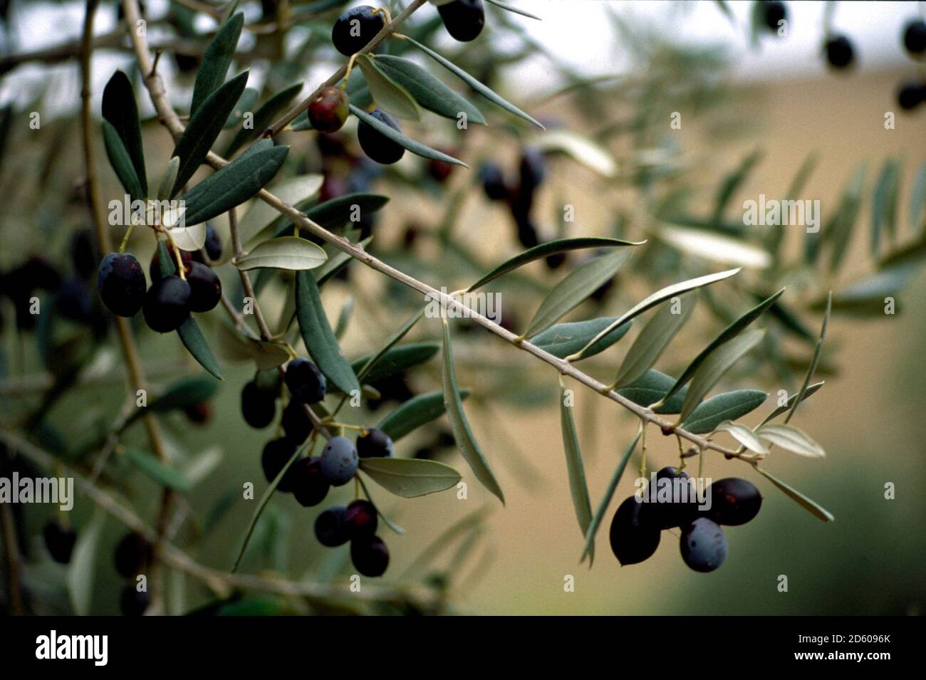 Branch of olive tree for production of extra virgin oil Stock Photo - Alamy