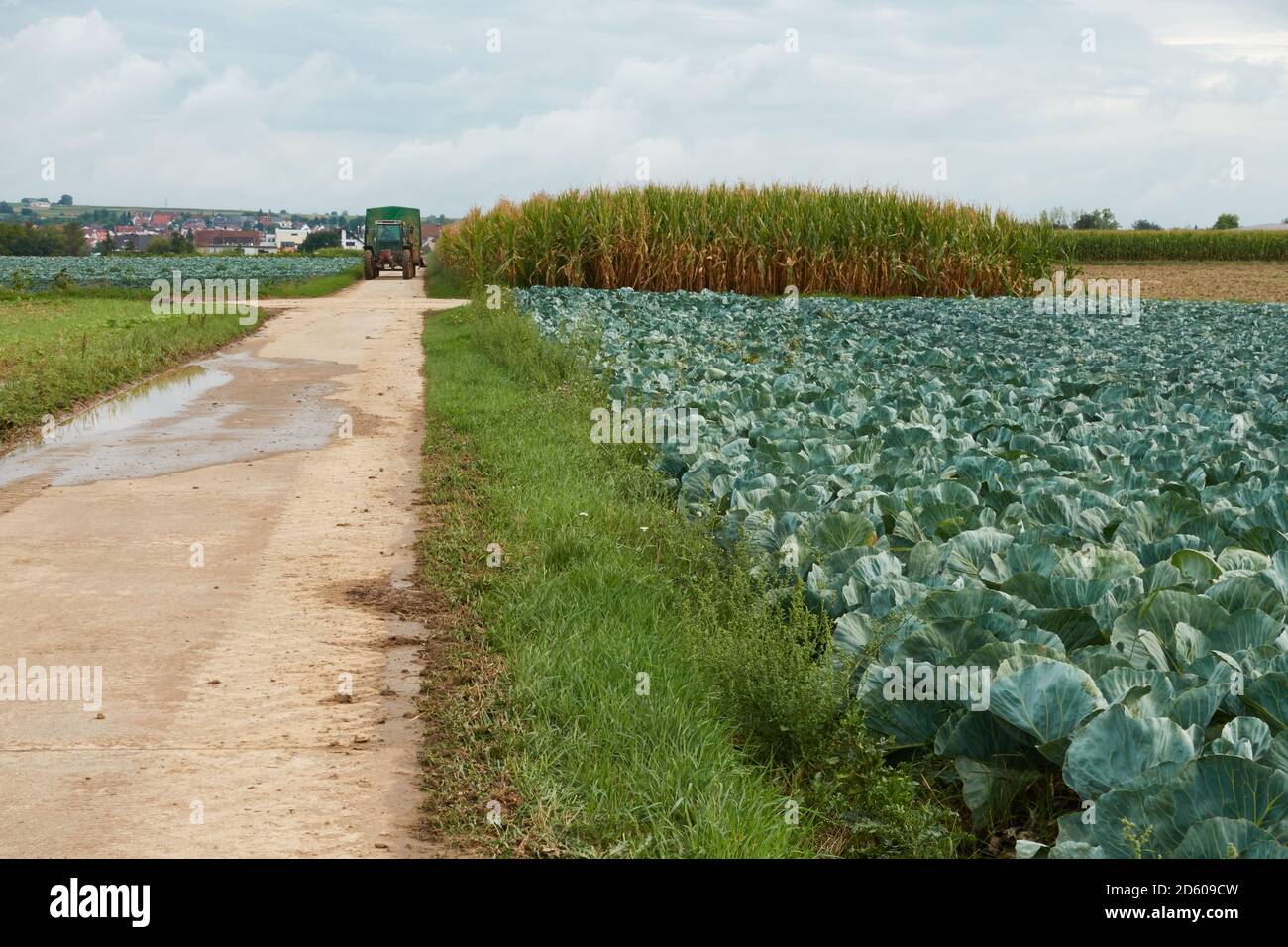 Tractor drives over dirty road, strip of green grass, cabbage and maize ...