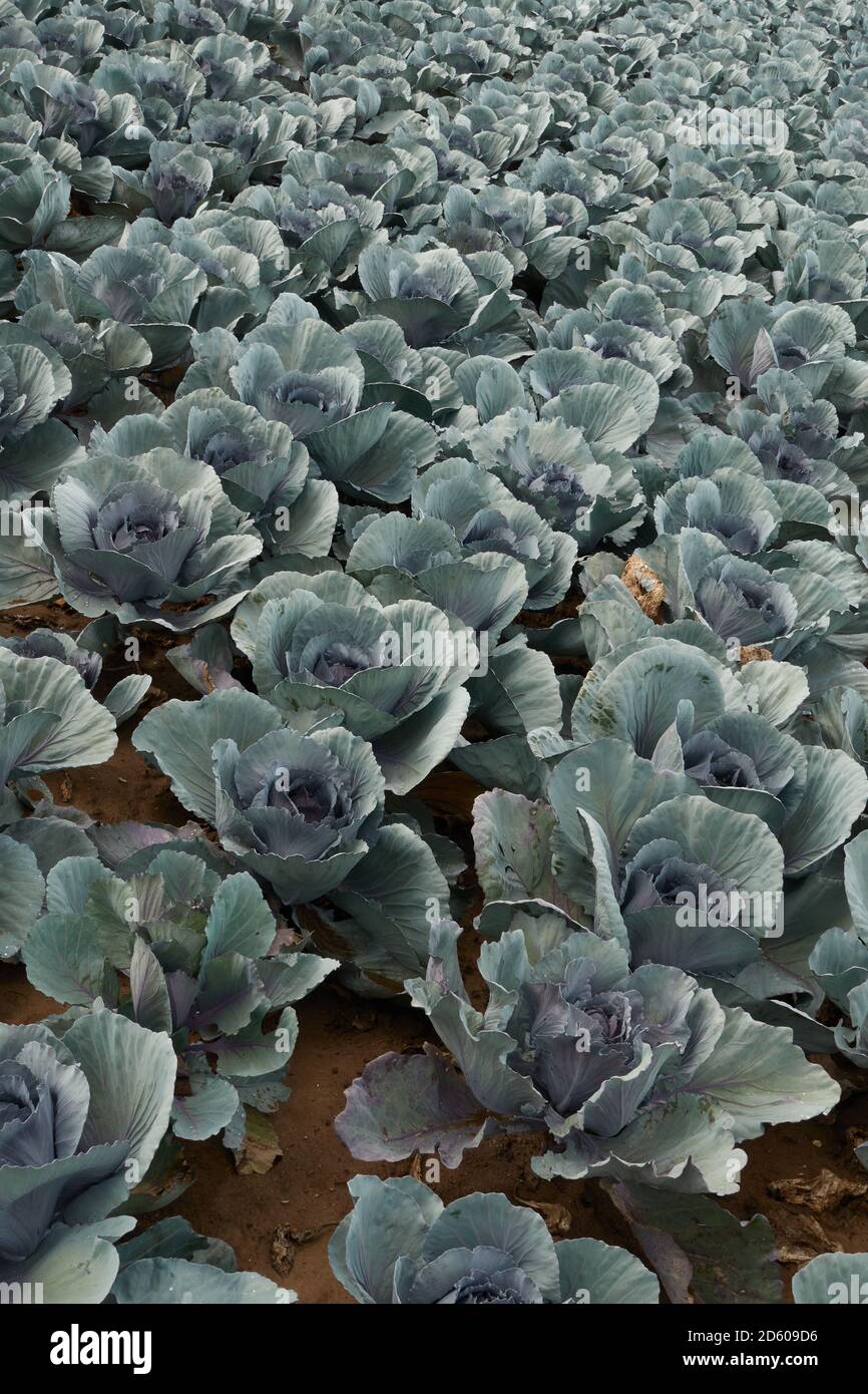 Blue cabbage vegetables grow in diagonal rows Stock Photo - Alamy