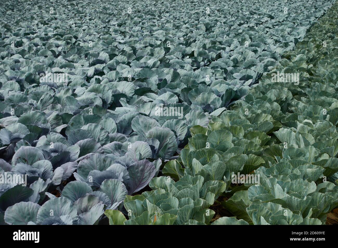 Filderkraut cabbage hi-res stock photography and images - Alamy
