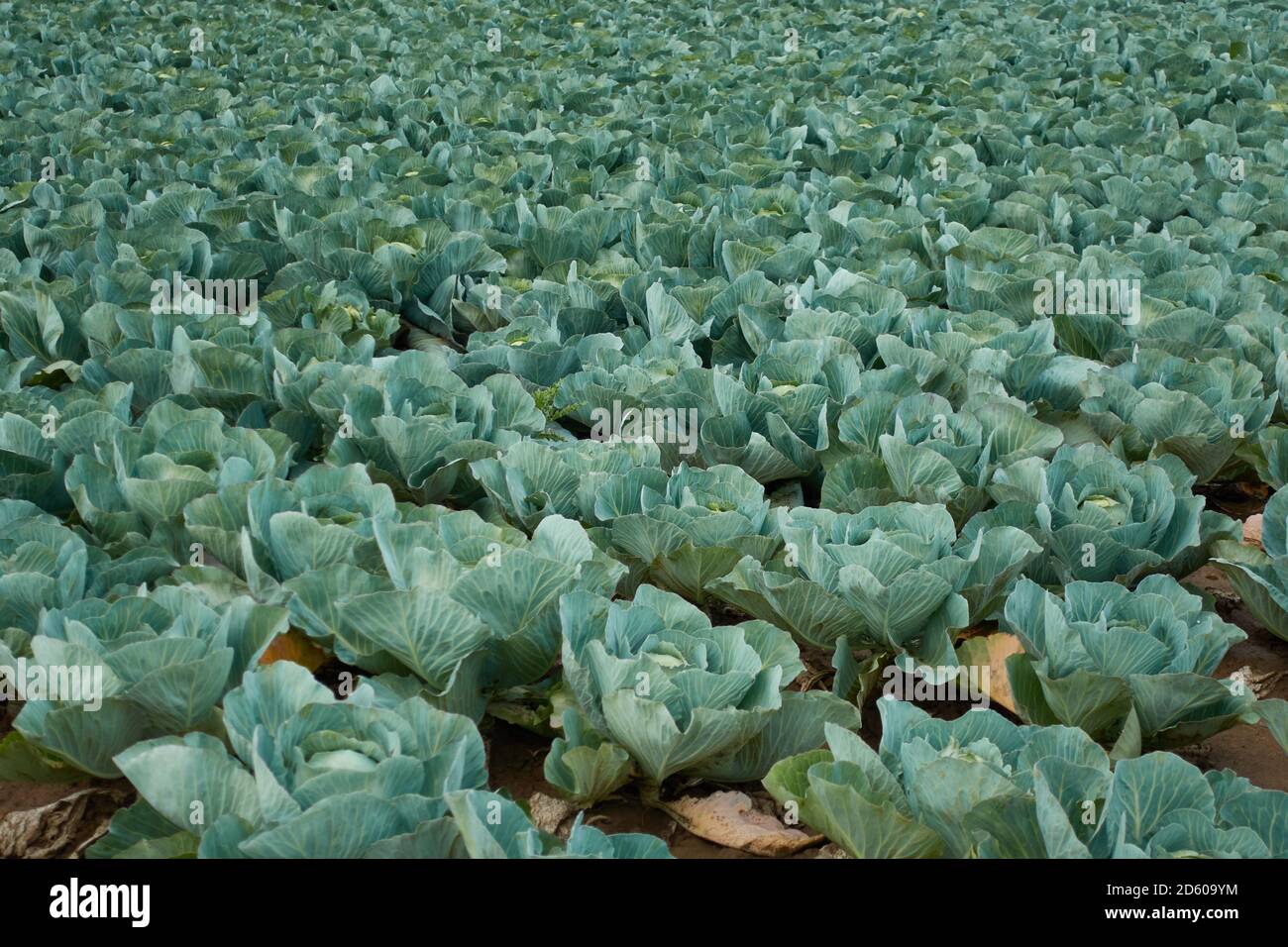White cabbage (Filderkraut) grows on fertile farmland, many heads in ...