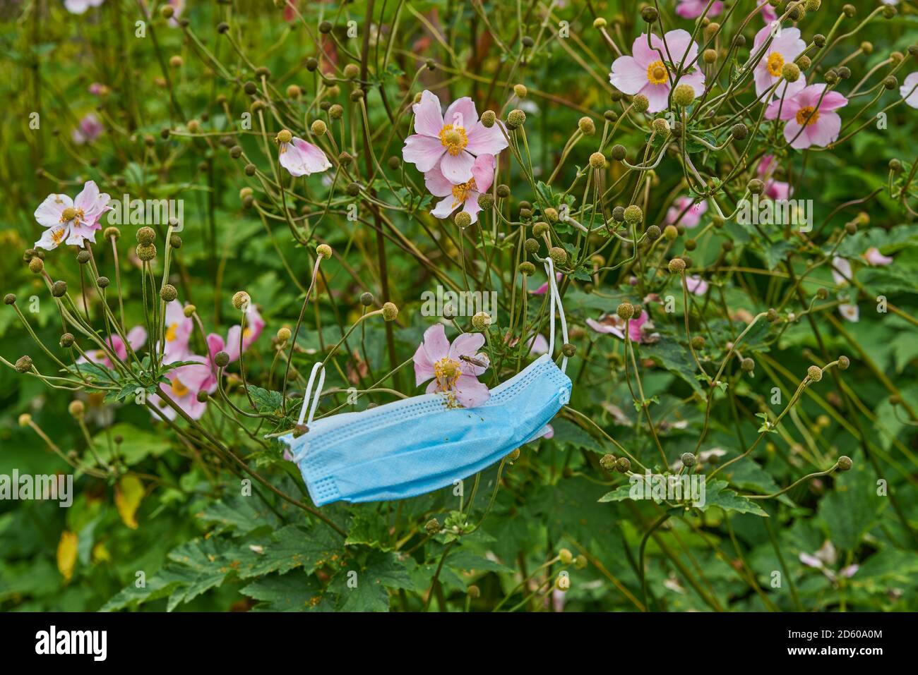 Used face mask in a field of purple flowers. Used surgical mask in a ...